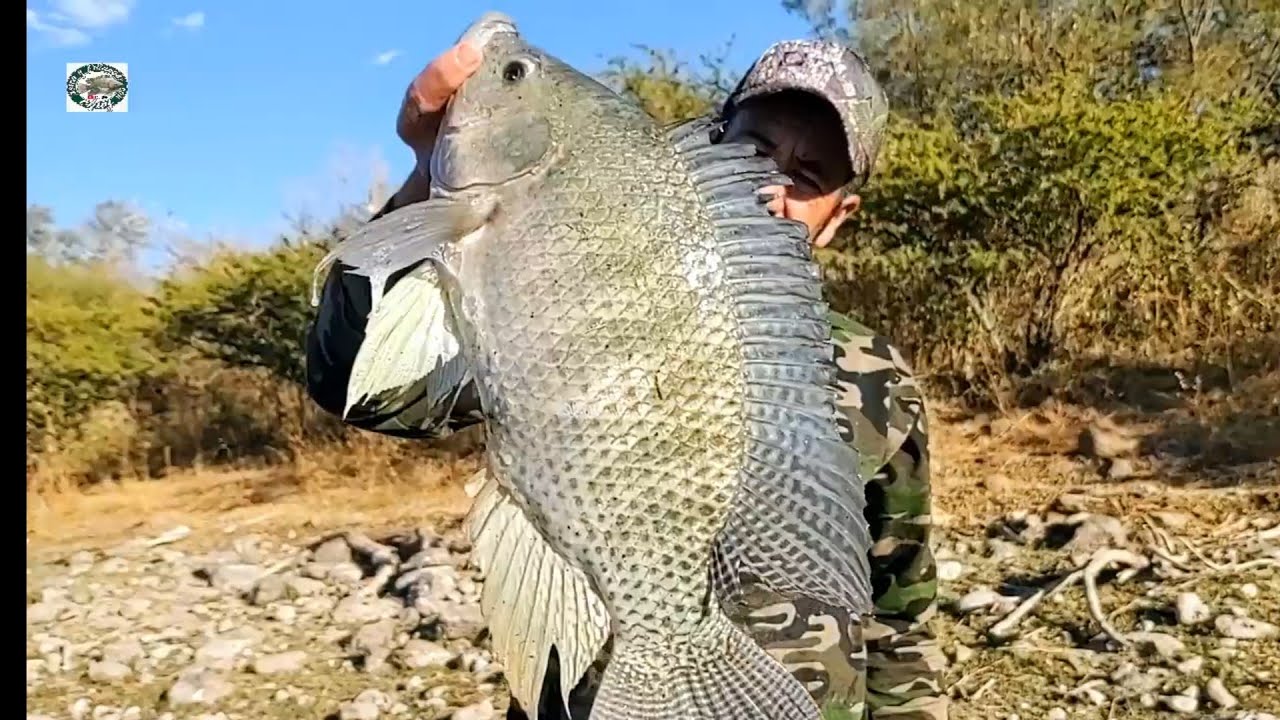 mega tarraya mega tilapias y saludos varios - YouTube