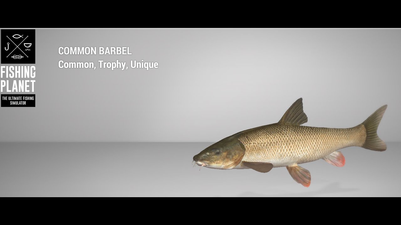 Fishing Planet - Tiber River - Unique - Common Barbel - Feeder - YouTube