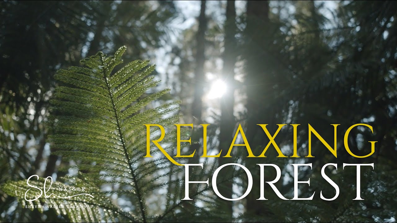 Relaxing Forest Music 1080p Full HD - YouTube
