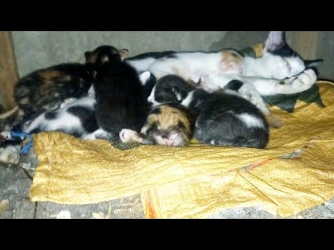 KUCING DICIPOK PENTILNYA SAMPAI TERTIDUR