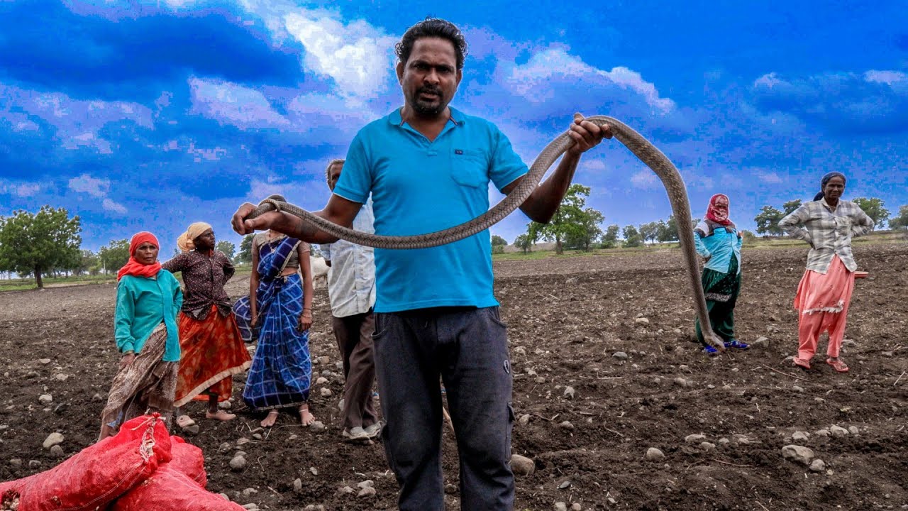 A Big Snake Came Into The Field During Turmeric Cultivation | Indian ...