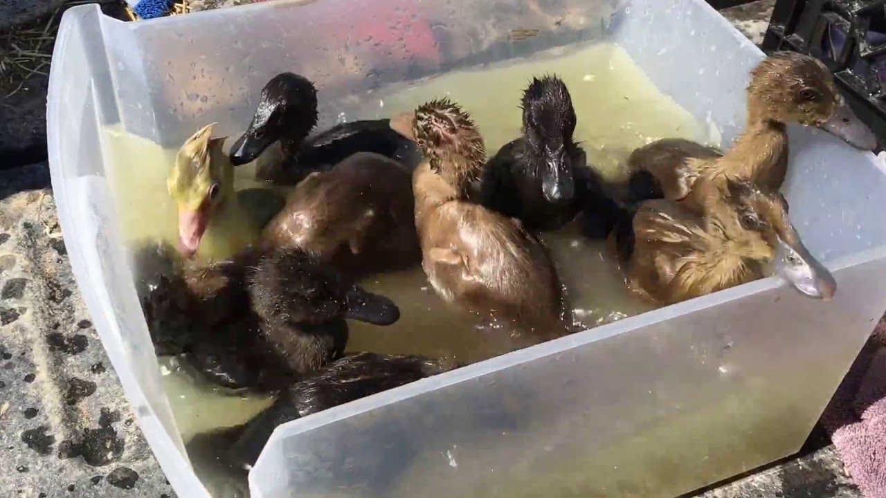 Duck Bath Day - YouTube