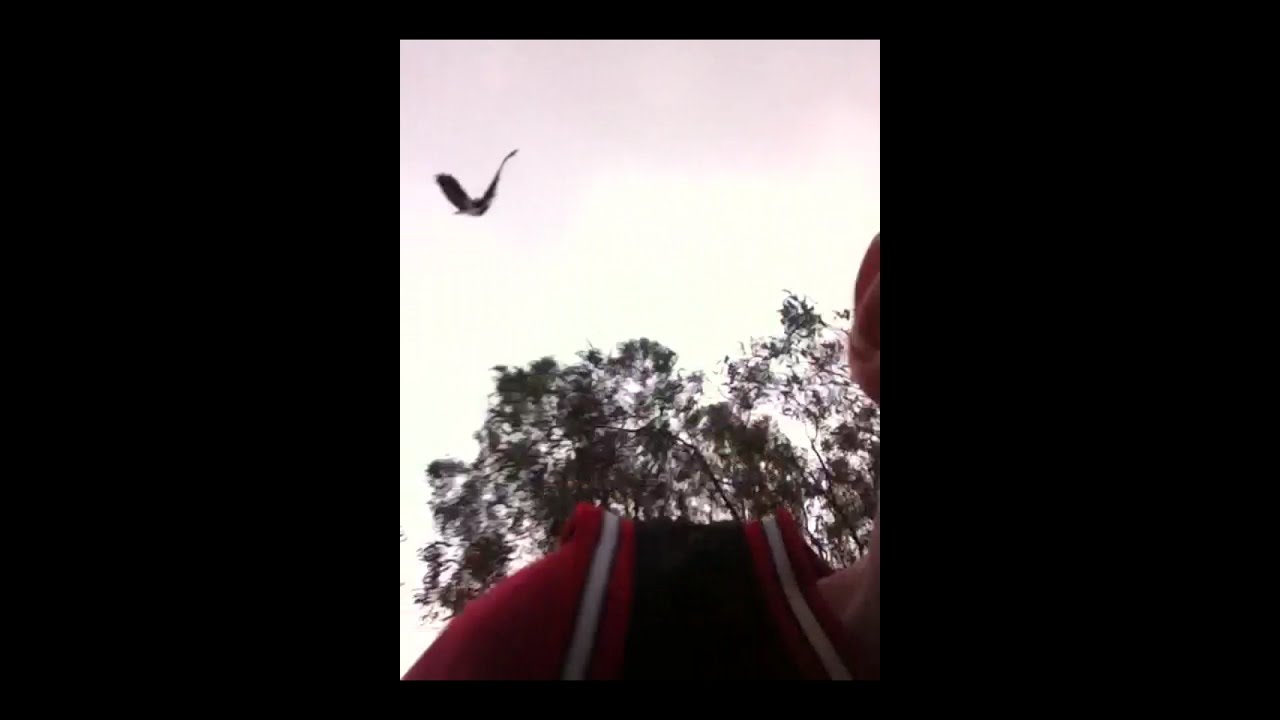 Getting swooped! - YouTube