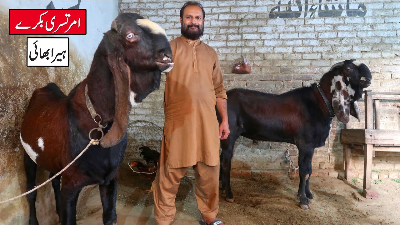 Biggest Amritsari Beetal Goats Of Heera Bhai Lahore 2023 - YouTube
