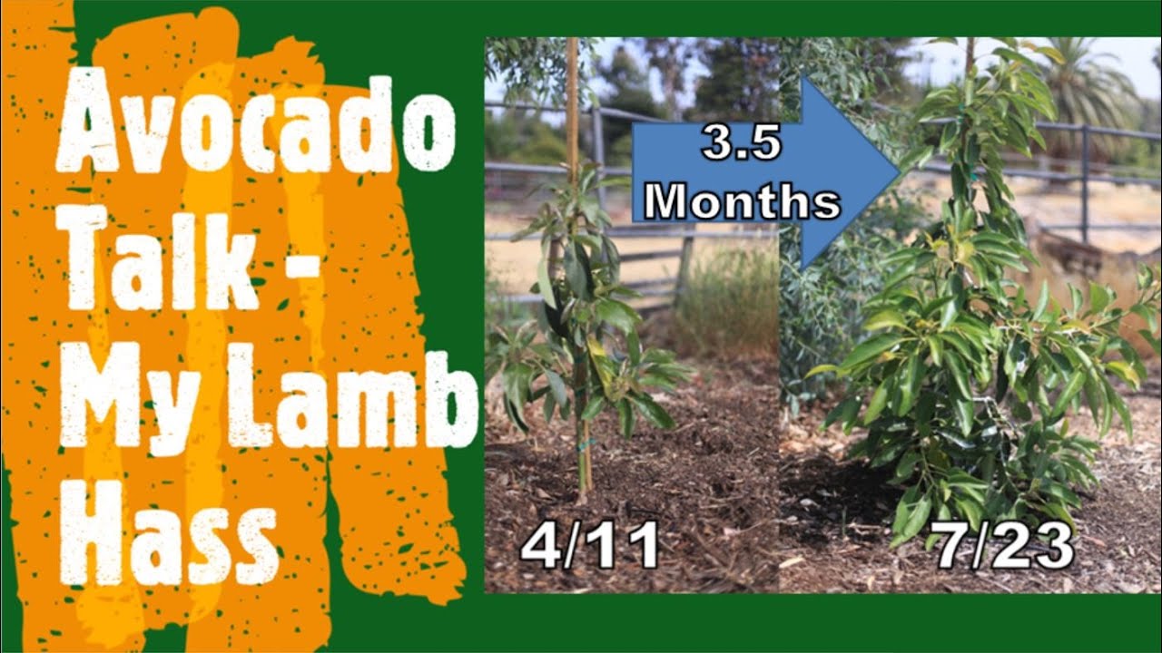 Lamb Hass Avocado Tree -🥑Avocado Talk🥑 - YouTube