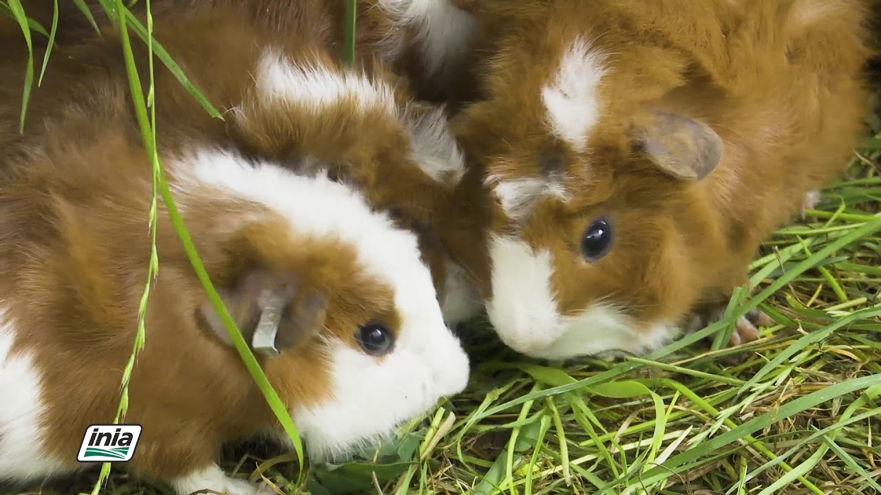 CLASIFICACIÓN DE LOS CUYES INIA PERU - YouTube