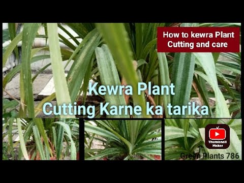 Kewra Plant Cutting and care | kewda Poda | kewda plant Cutting Karne ...
