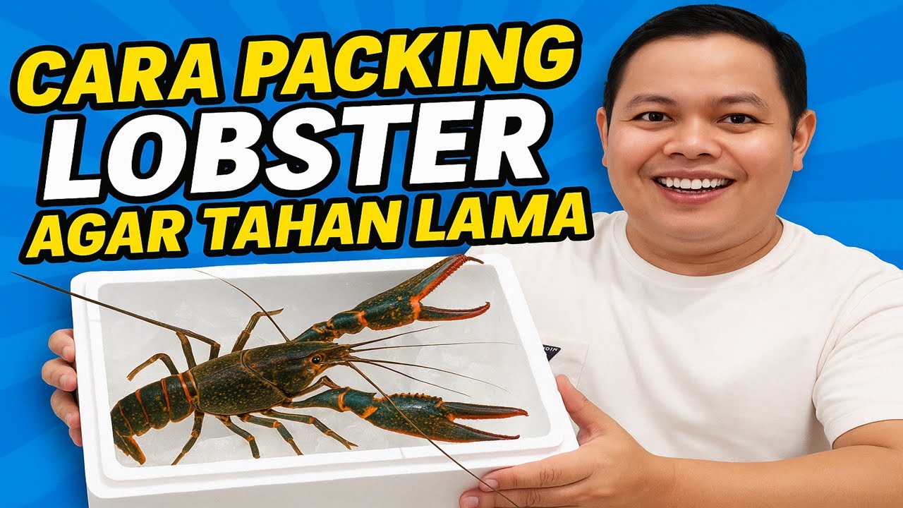 CARA PACKING LOBSTER UNTUK PENGIRIMAN KE LUAR DAERAH - YouTube