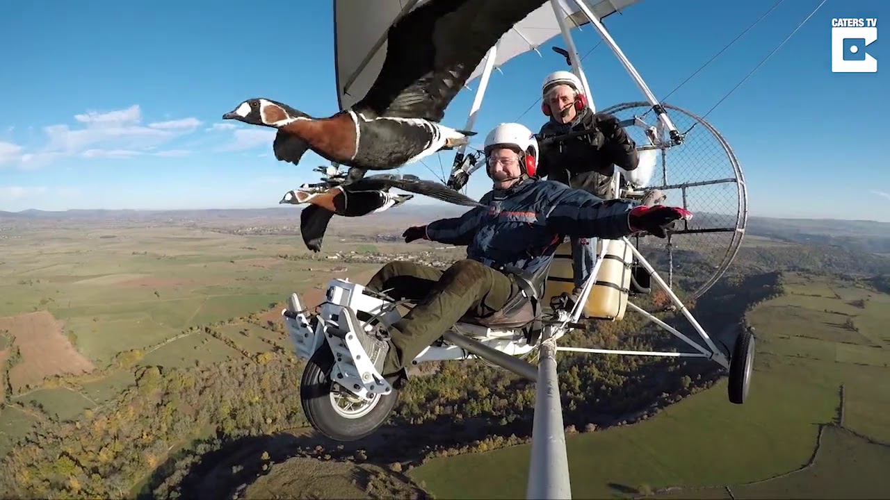 Amazing video!! A microlight pilot takes a flight with some birds ...