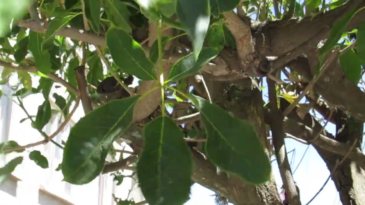 Tajibo rosado (Handroanthis impeteginosus) - YouTube