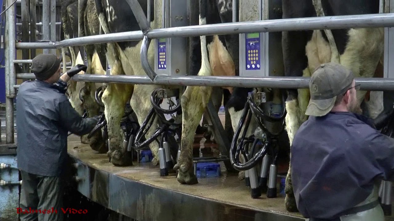 Milking 390 Cows - 50 Stall Carousel. - YouTube