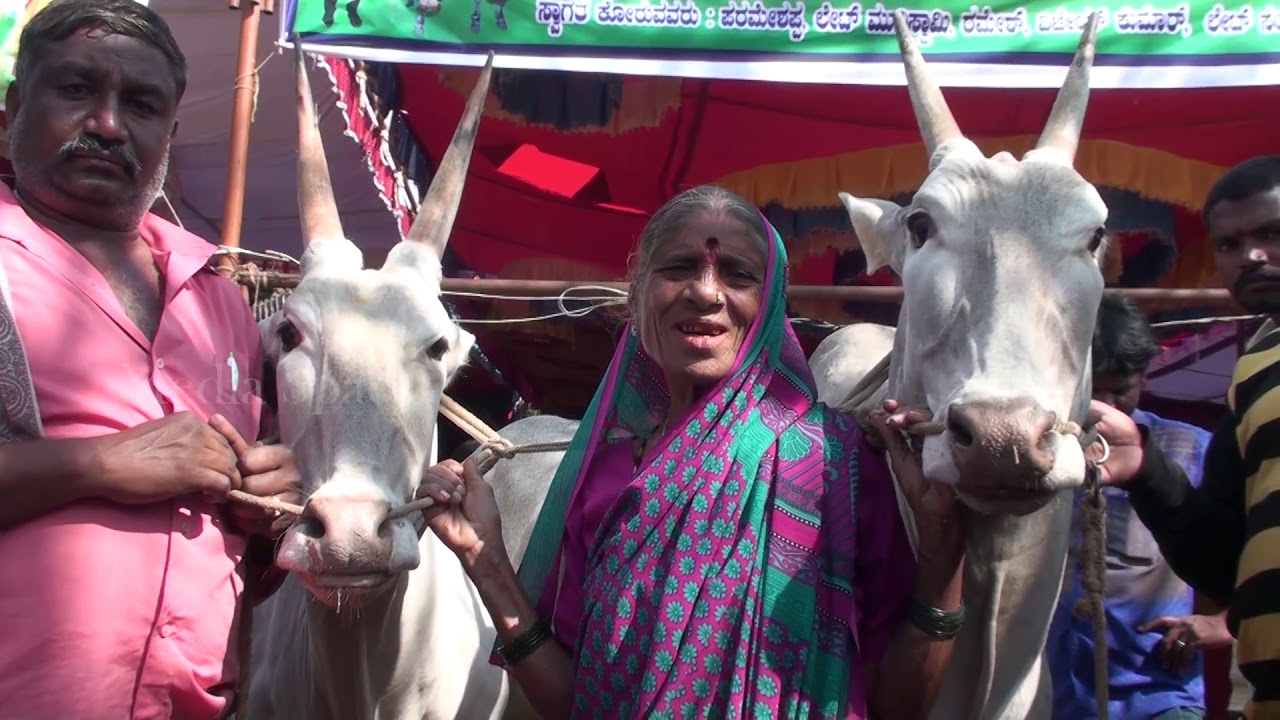 Indian woman trading bulls since 40 years - YouTube