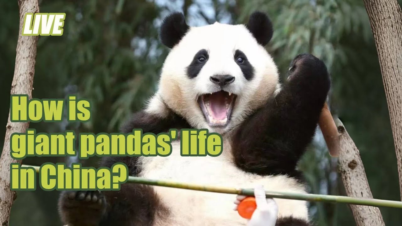 LIVE: 복보가 여러분과 만났습니다! Giant Pandas' daily life in Sichuan - YouTube