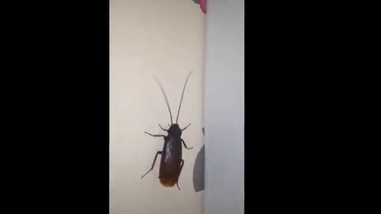 life in korea in grandmas house a cockroach part 2 - YouTube