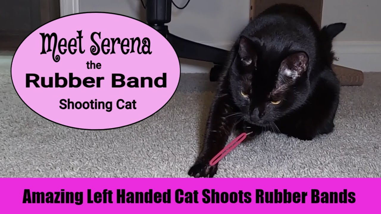 Amazing Left Handed Cat Shoots Rubber Bands - YouTube