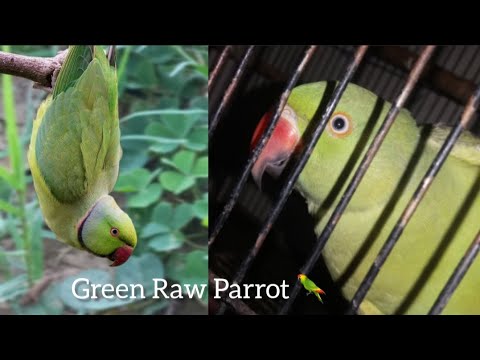 Green raw parrot taking video - YouTube