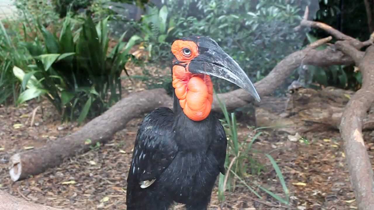 Large Southern Ground Hornbill's in their enclosure at the Atlanta Zoo ...