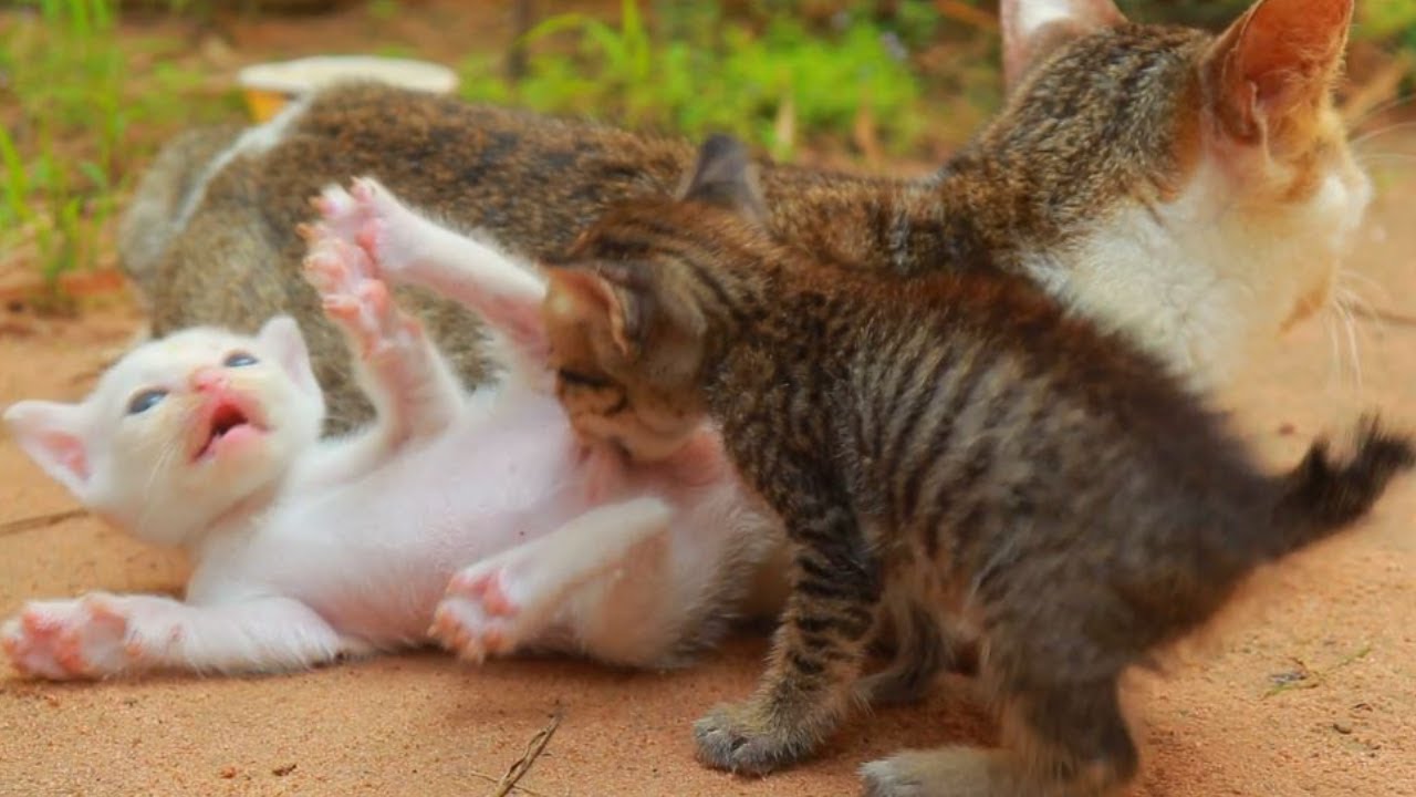 Cute Kittens Joyful Playing And Walking |Wild Monkeys Nature - YouTube