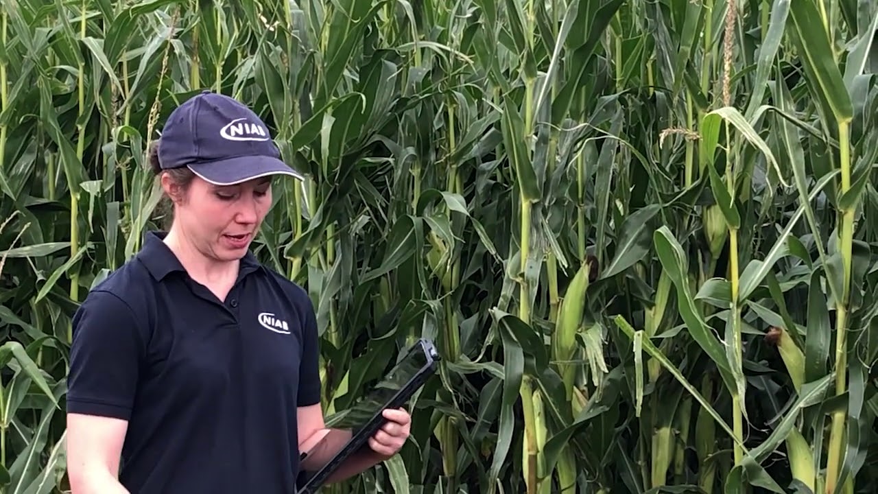 Maize trials 2020 - YouTube