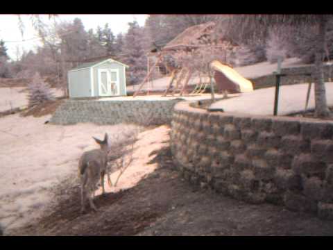 Deer Eating Blueberries - YouTube