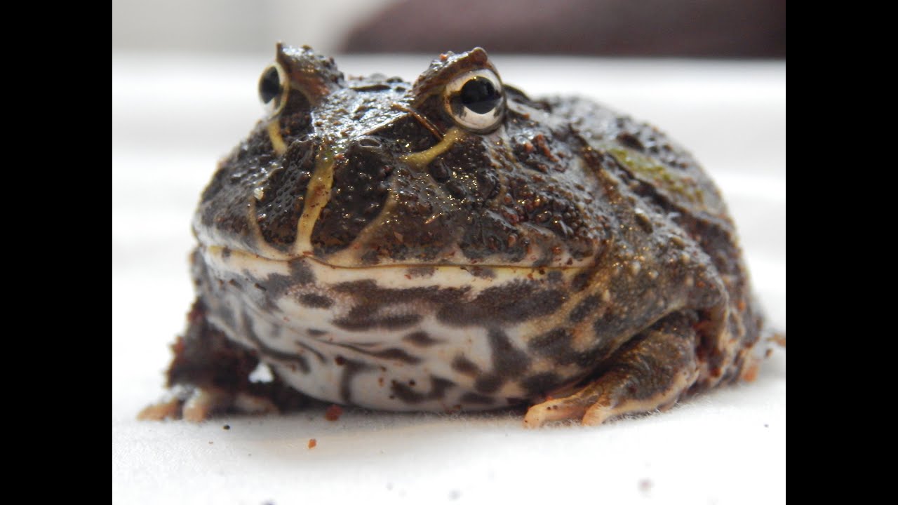 how to care for your pacman frog (Ceratophrys) - YouTube