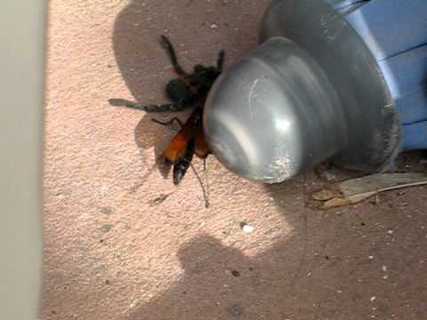 Wasp Killing a Tarantula - YouTube