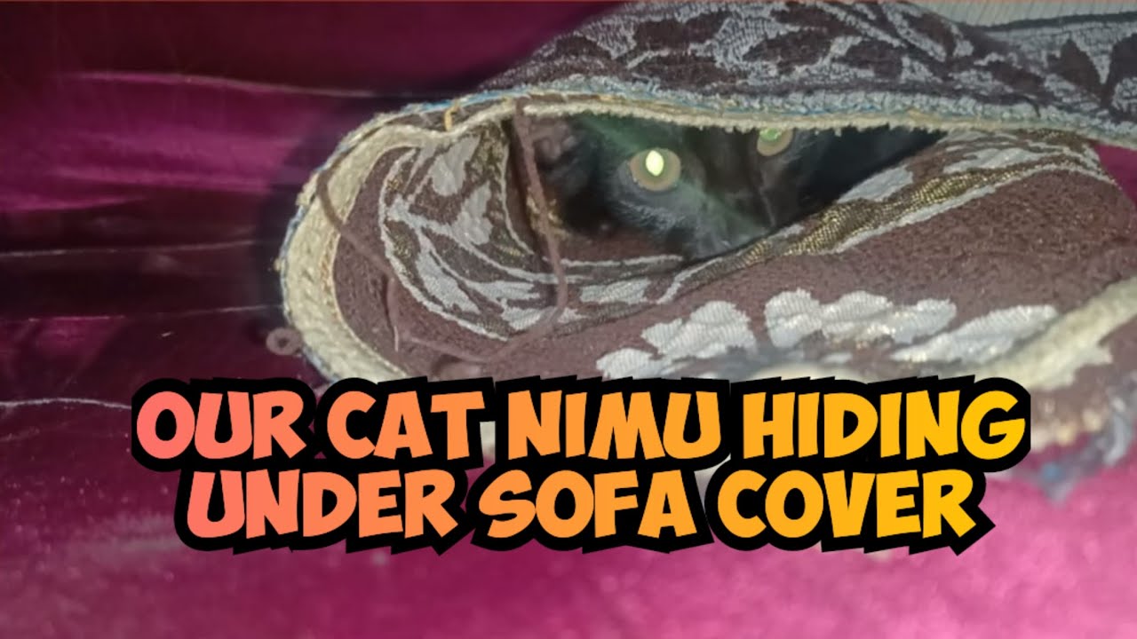 Nimu cat hiding under the sofa cover| Cute cat - YouTube