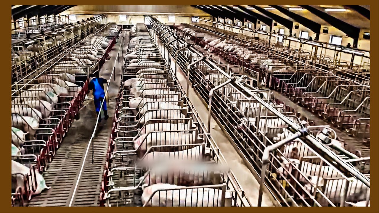 Melihat Peternakan Babi Modern Menggunakan Mesin Canggih - YouTube