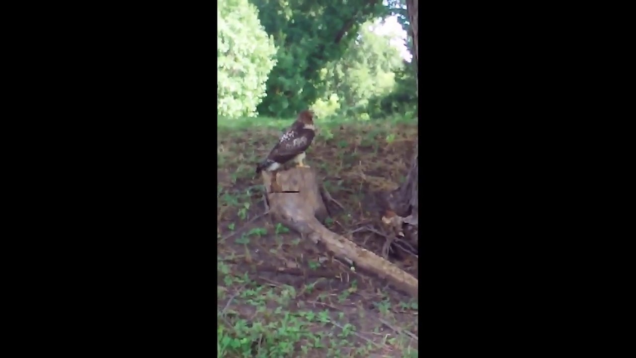 Hawk thinks golf ball is an egg... - YouTube