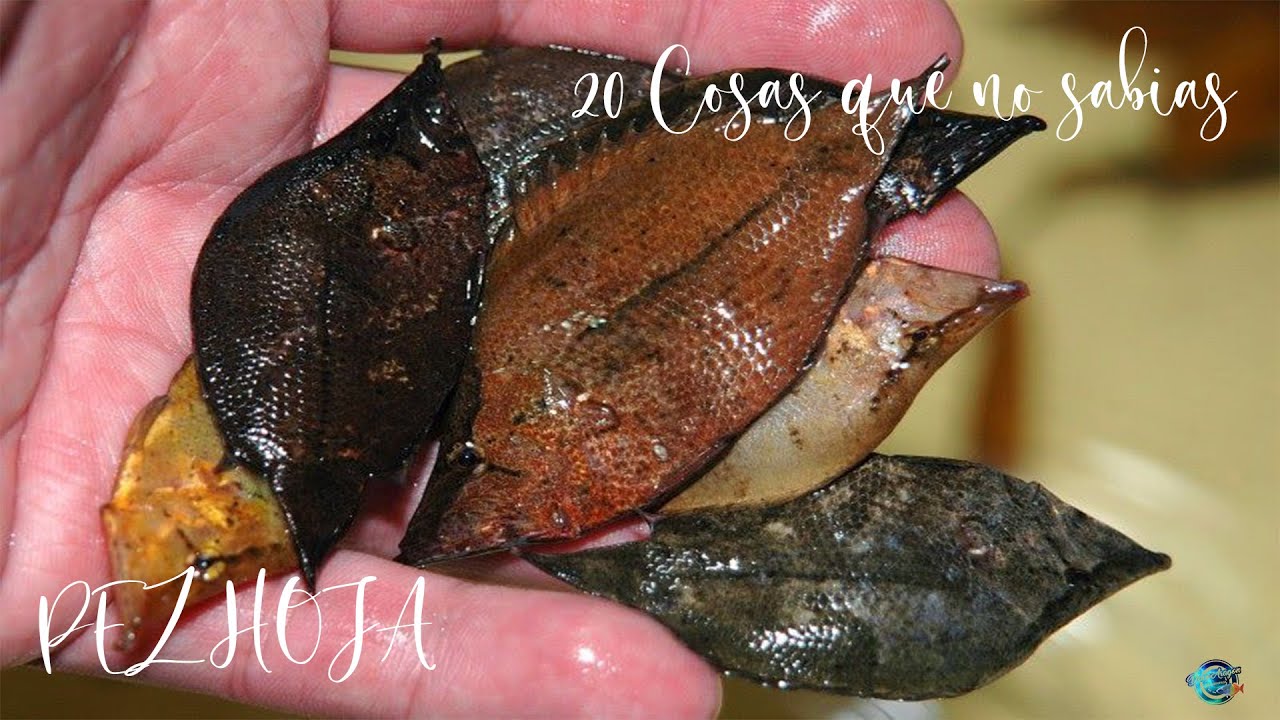 20 Cosas que no sabias del PEZ HOJA (Monocirrhus polyacanthus) - YouTube