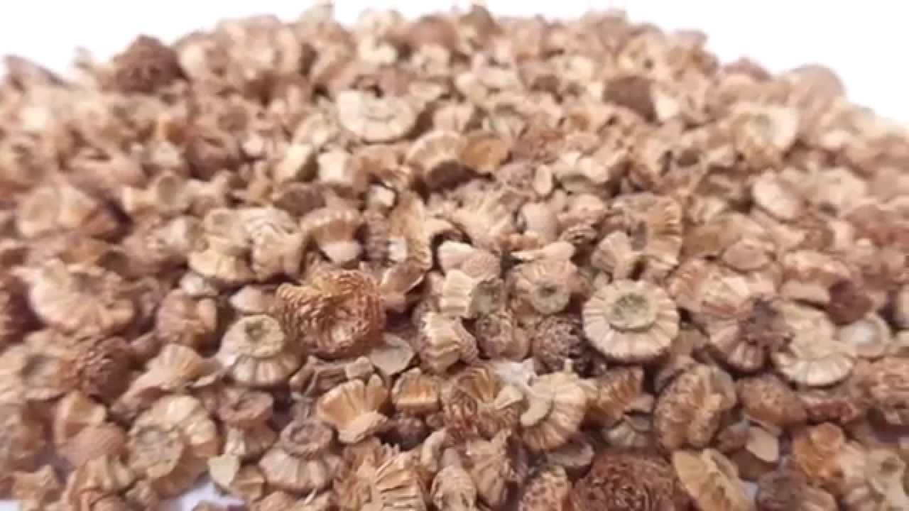 Pyrethrum Farming India Pellitory - YouTube