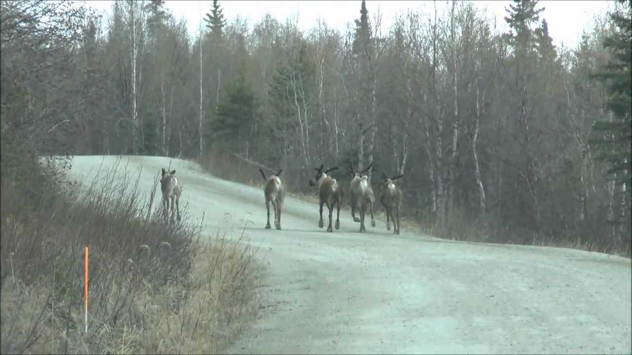 Caribou on Taylor Highway from Chicken to Eagle - YouTube
