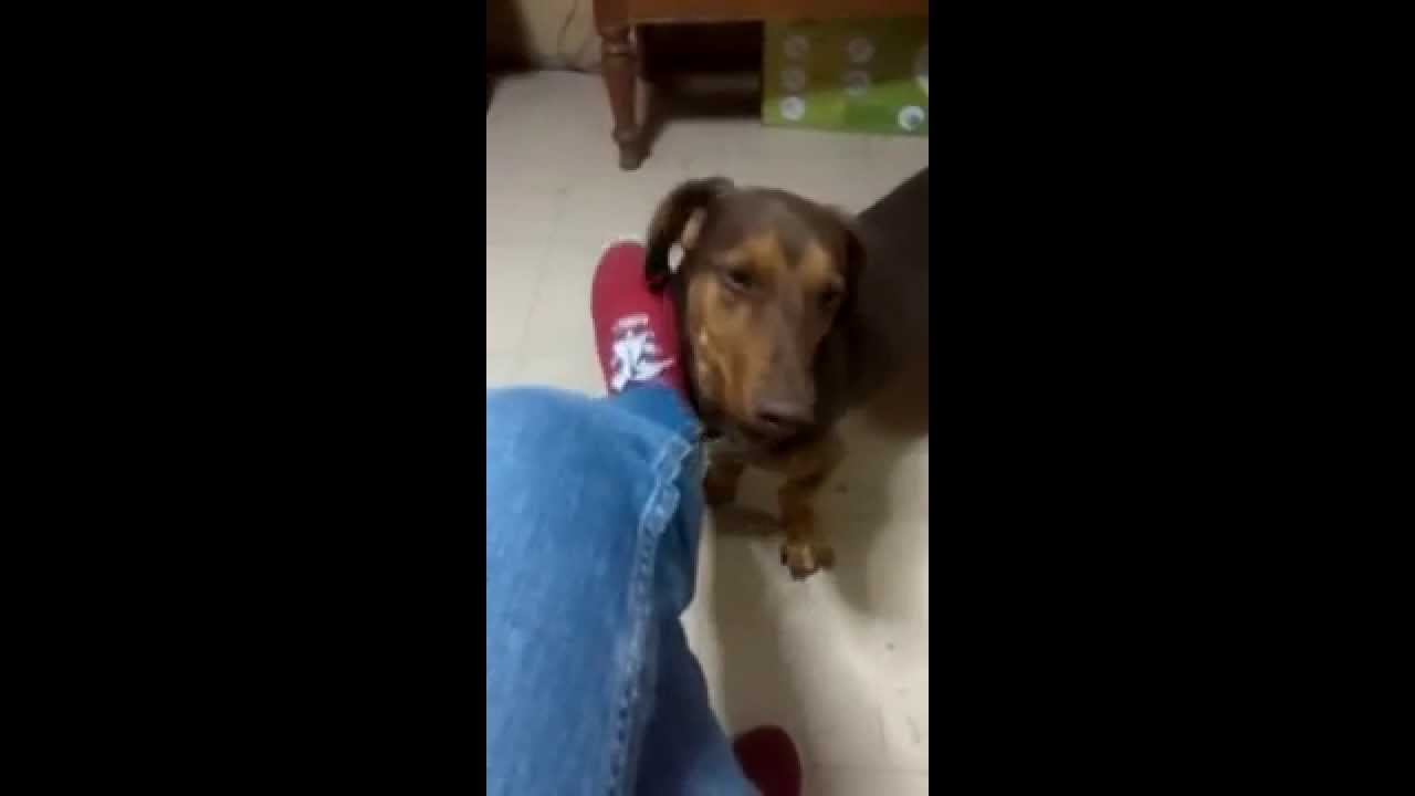 "Acariciando" a mi perro - YouTube