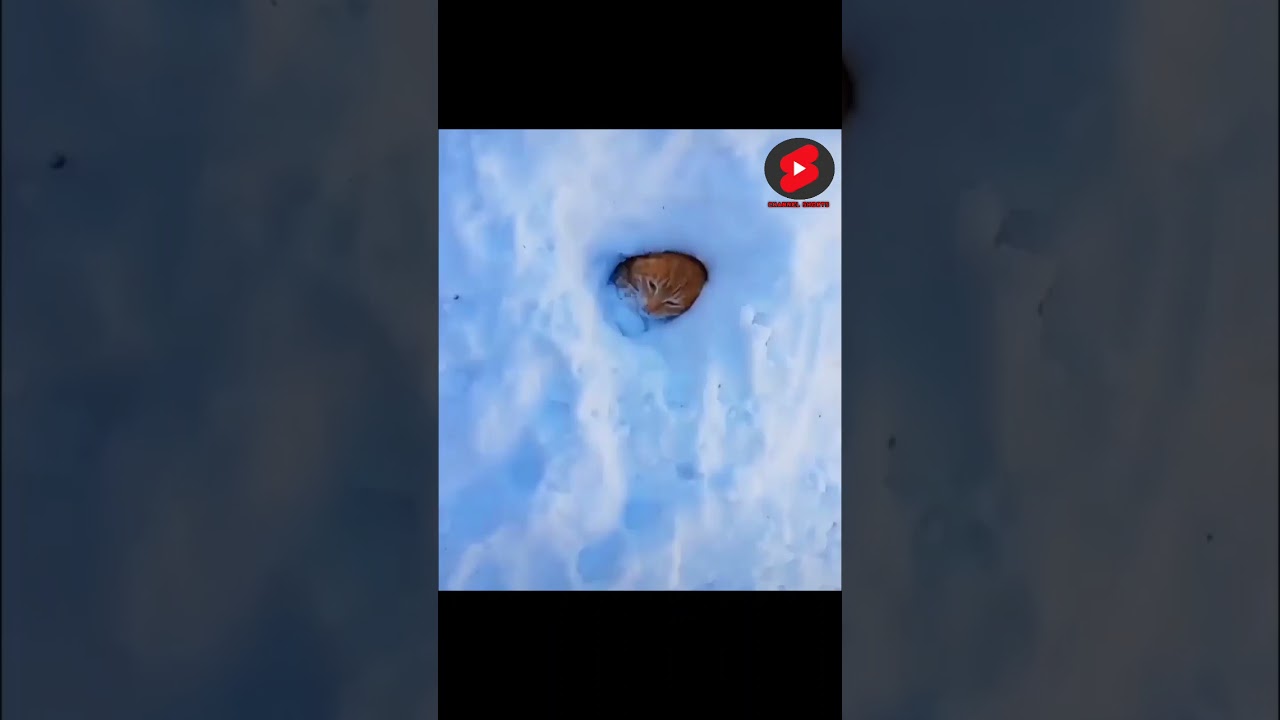 KUCING LANGKA HANYA ADA DI ALASKA 🐈 - YouTube