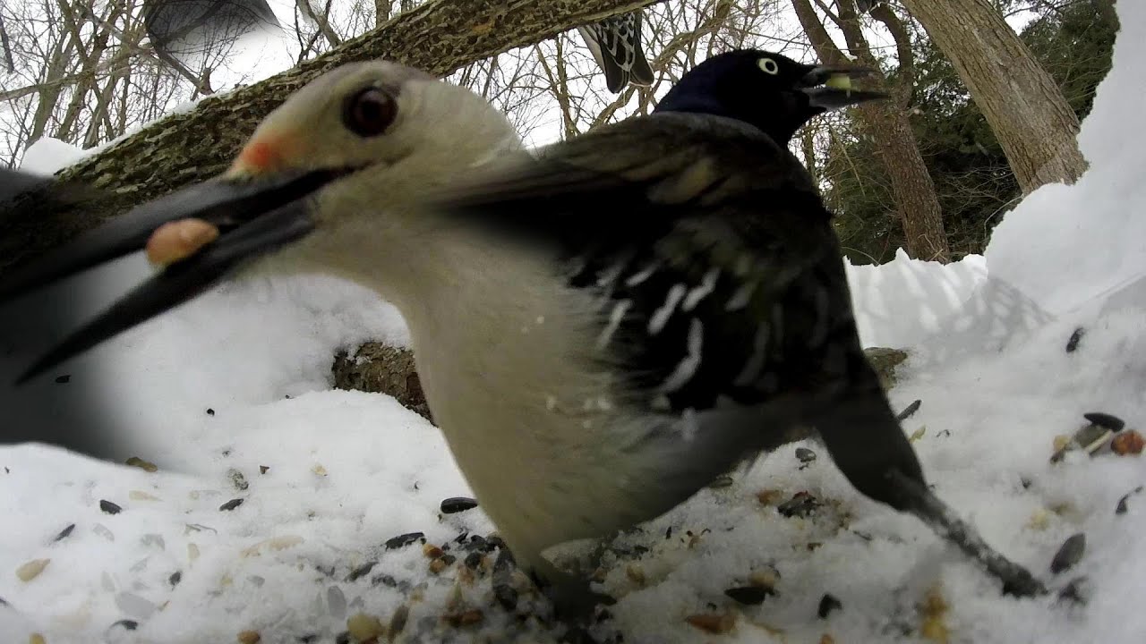 Birds* starring blue jay & Grackles* snowy scene - YouTube