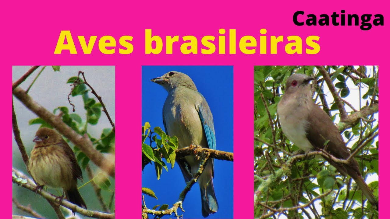 LINDAS AVES BRASILEIRAS BIOMA CAATINGA - Birds of Brazil - Bird ...
