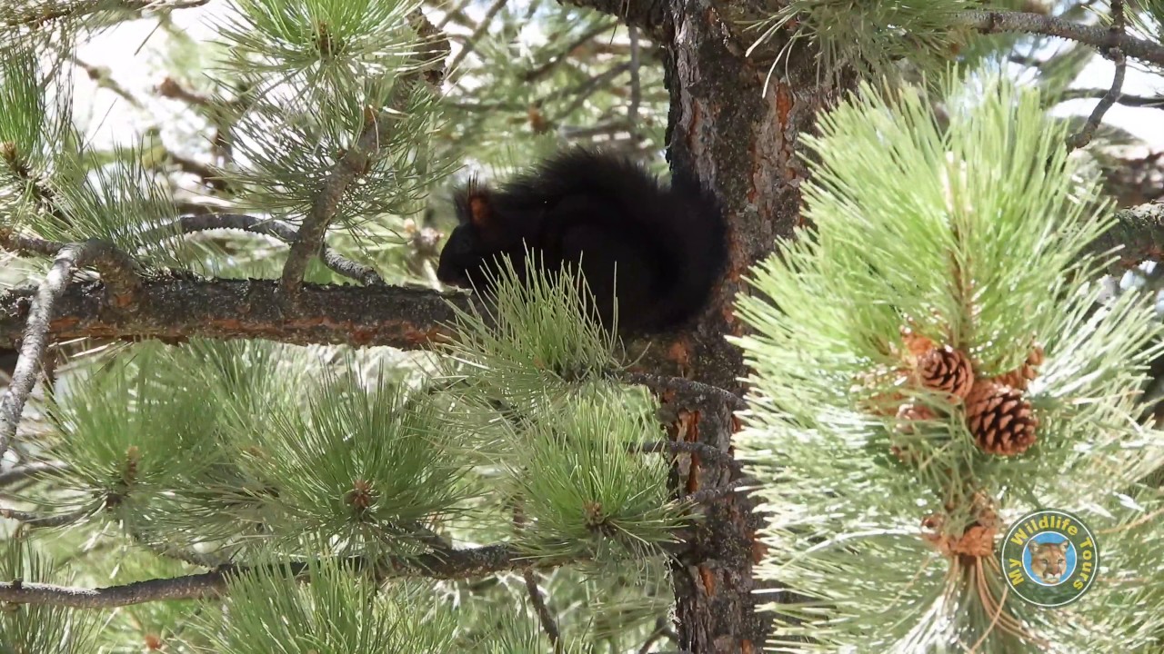 Visitor: Colorado Abert Squirrel 4K - YouTube