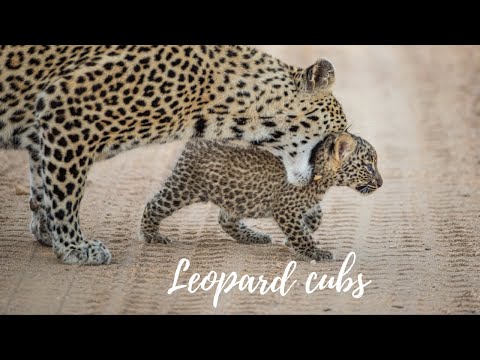 Cutest baby animals in the world - Leopard cubs! | Awesome Sighting no.1
