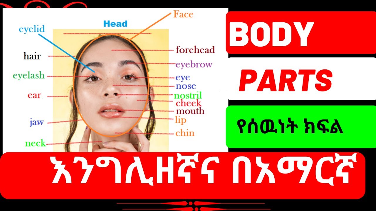 Body Parts In English የሰዉነት ክፍል እንግሊዘኛ እና በአማርኛ Body Parts In English And Amharic Part