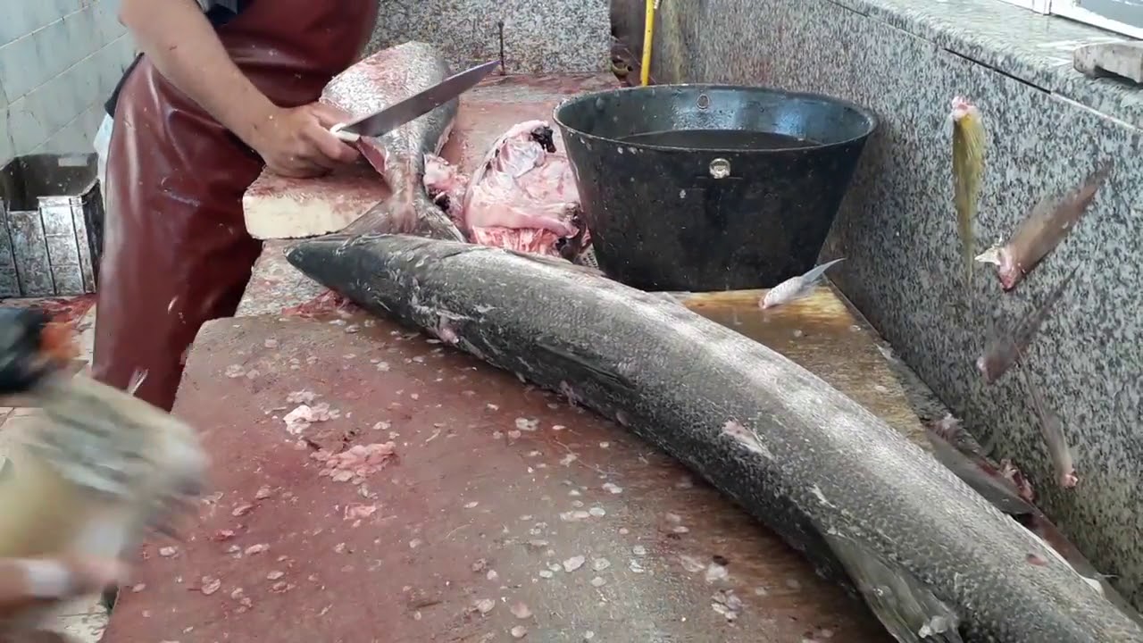 Long Barracuda & Tuna Fish Fillet $150। Urgent Fish Purchase & Slice by ...