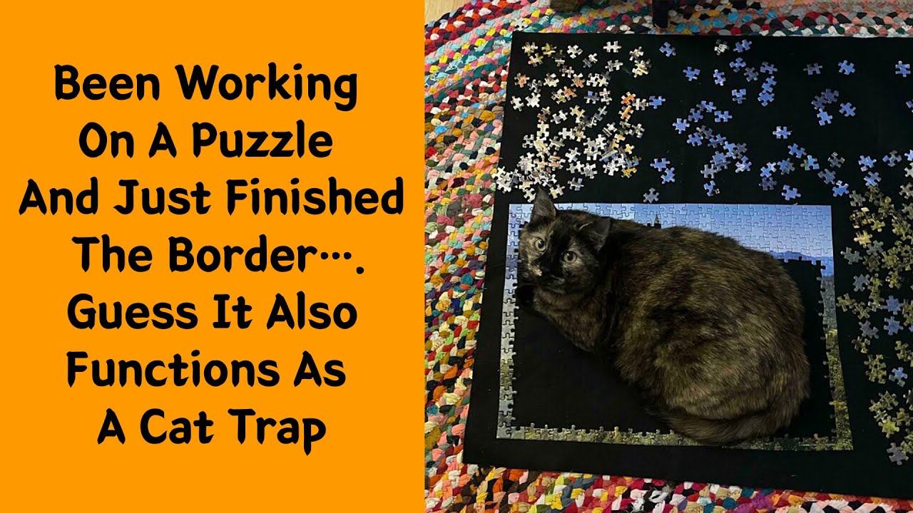 50 Of The Hilariously Adorable Ways Kitties Can Get “Cat Trapped ...