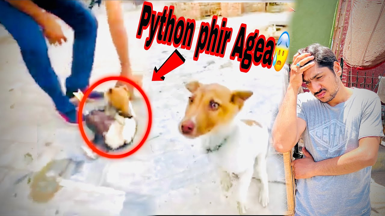 Phir Sy Python Dog Zoo Main Agea 😲 or Pets Per Attack kr Dea - YouTube