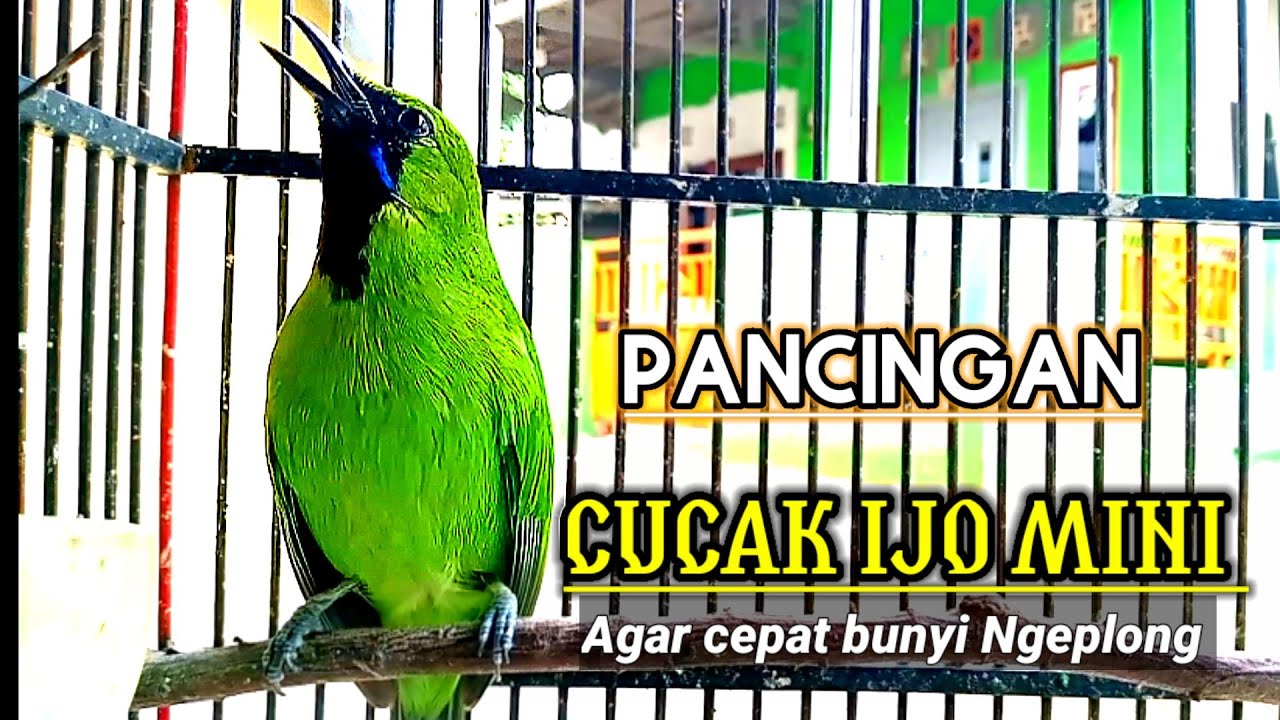 Pancingan Cucak Ijo Mini Agar Cepat Gacor Dan Ikut Bunyi Ngeplong - YouTube