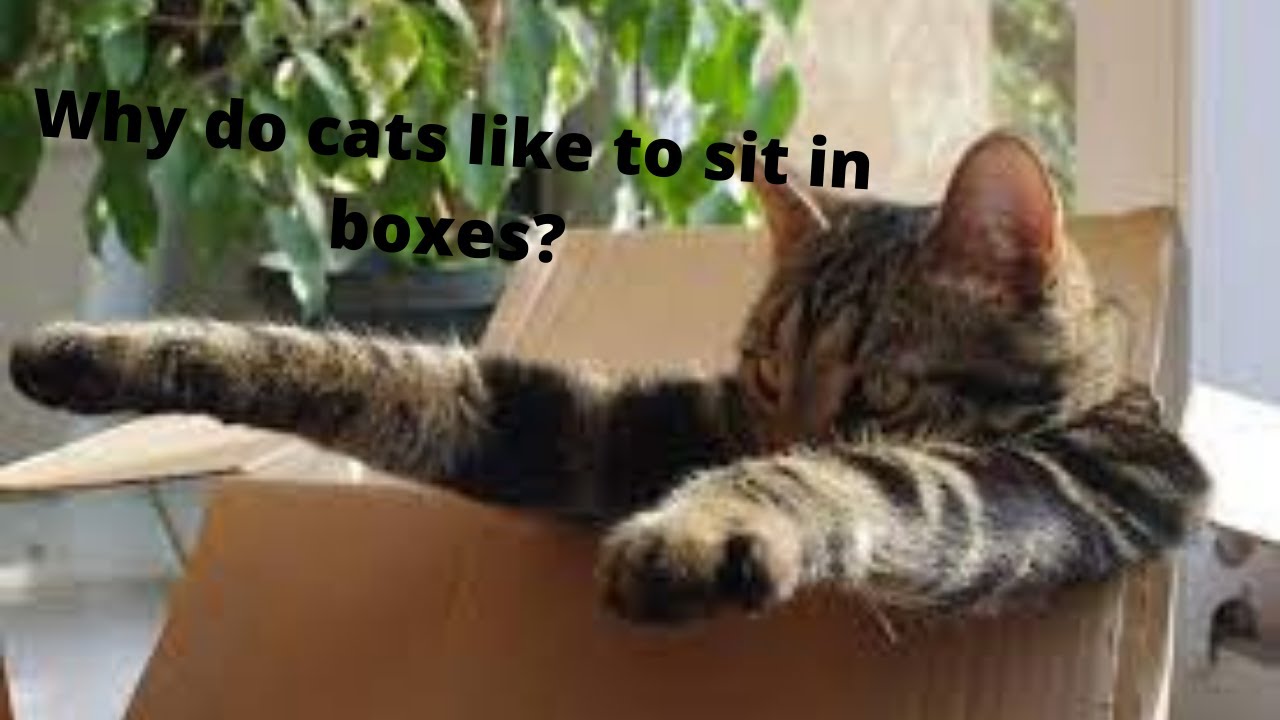 WHY DO CATS LIKE TO SIT IN BOXES? - YouTube