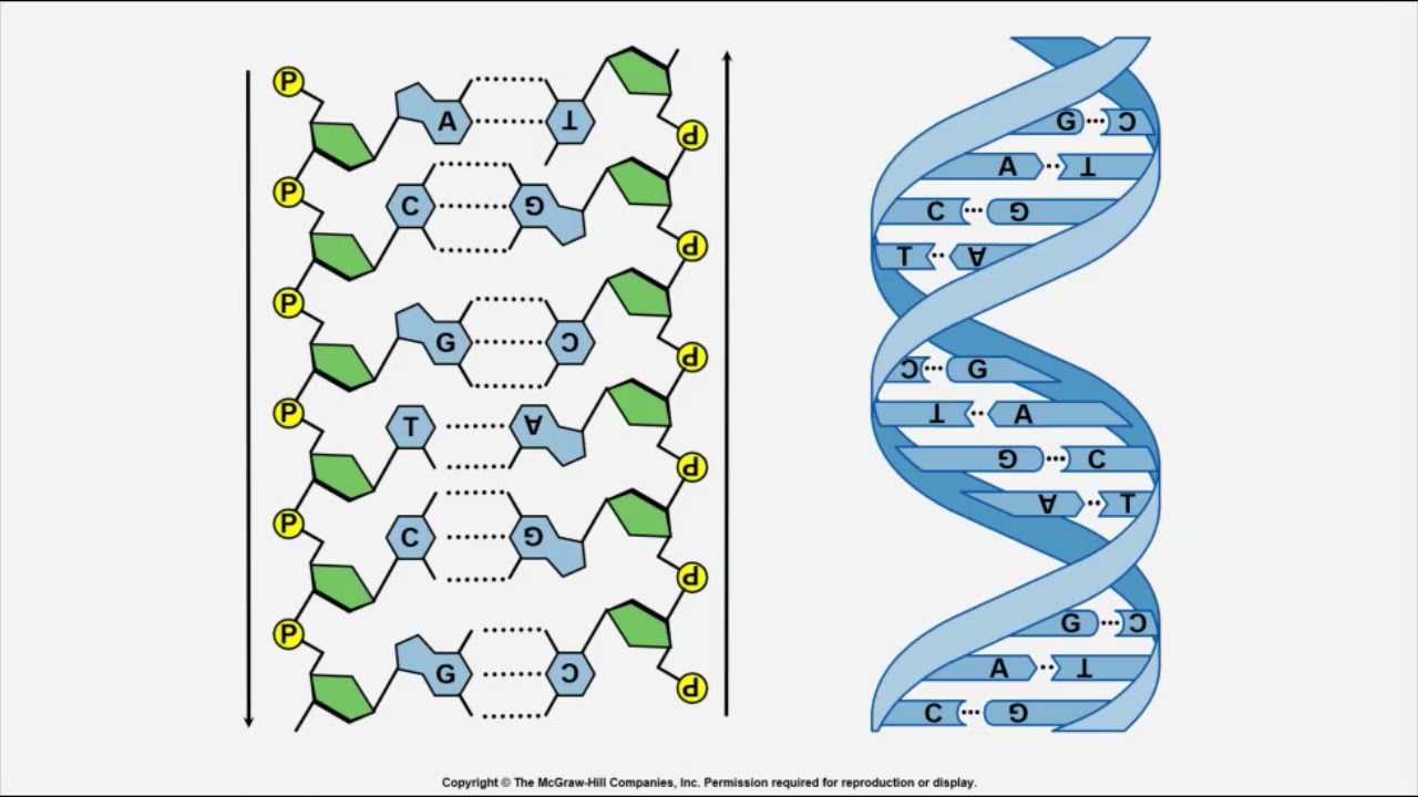 BIO 205 - Chapter 11 - Mechanisms of Microbial Genetics - YouTube