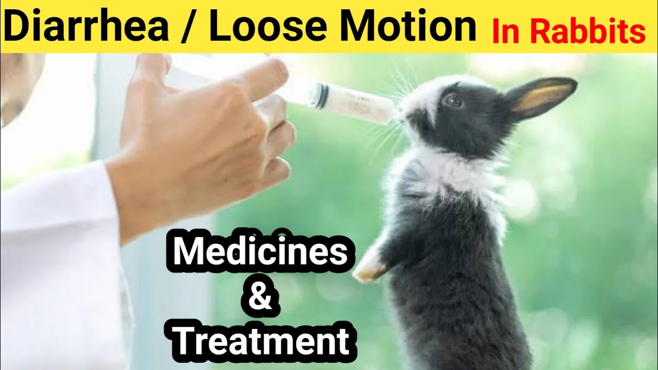 Rabbit को Diarrhea/Loose motion होने पर कौनसी दवाई दे ll Rabbit ...