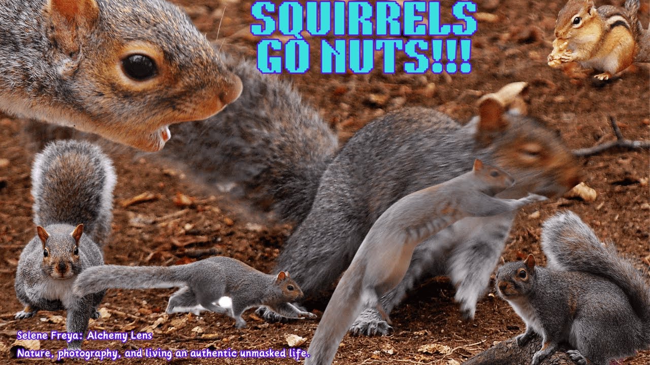 SQUIRRELS GO NUTS!!!! - YouTube