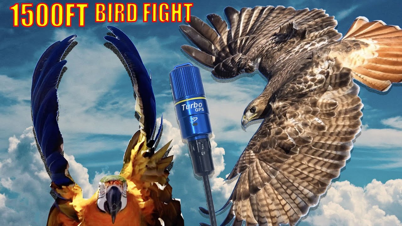 FALCON ALERT ⚠️ KILLER HAWK WANTED TO TAKE HOPE DOWN FROM 1500FT ...