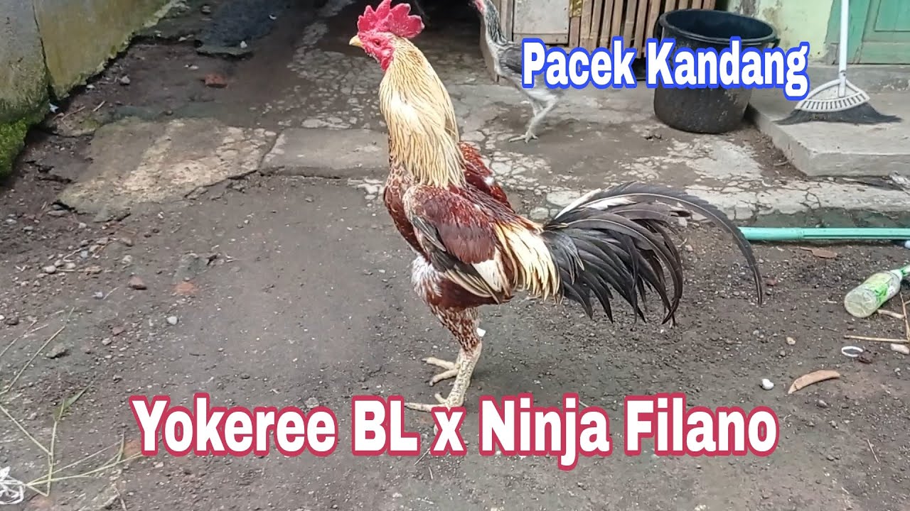 Aktivitas Sore Hari Salah Satu Pacek Kandang Dua Saudara - YouTube