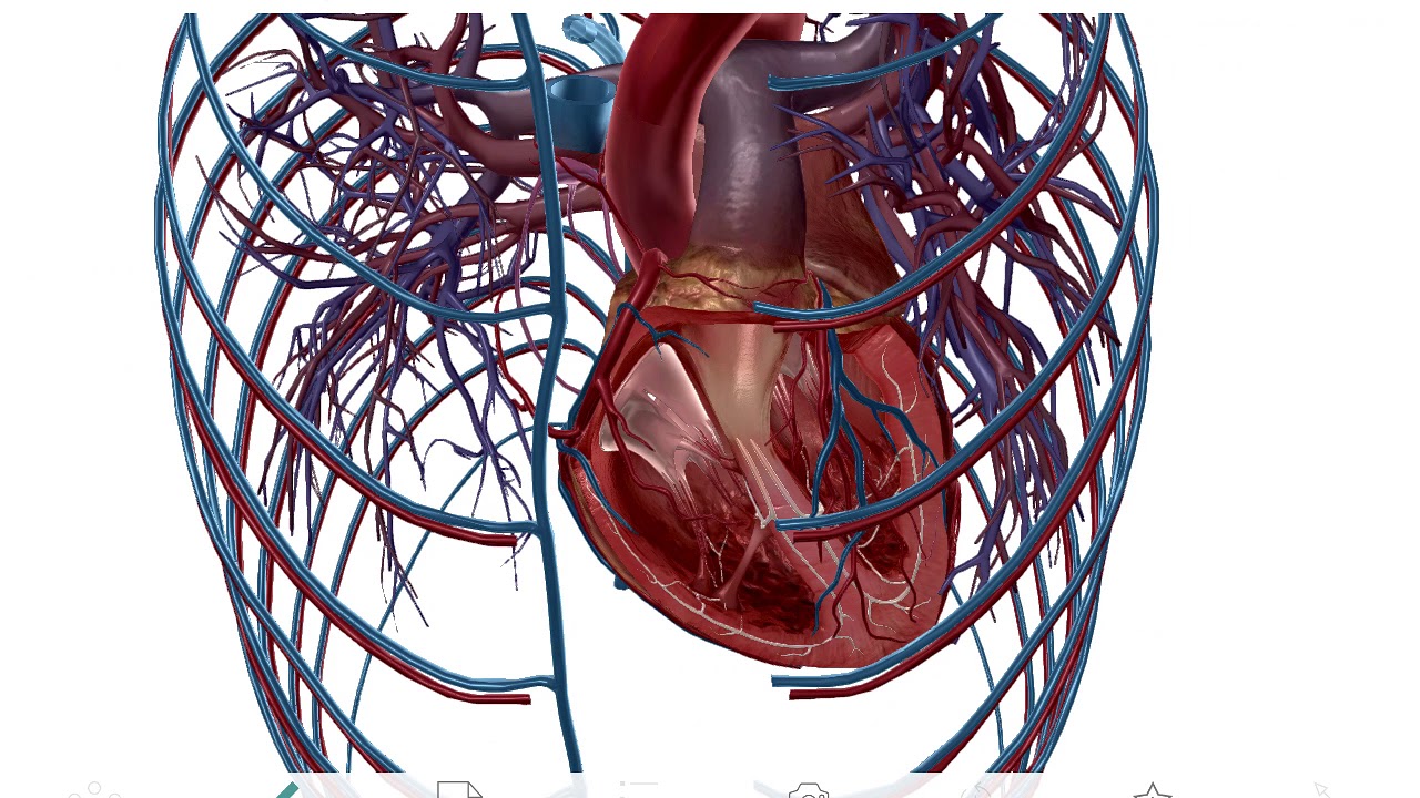 CORAZON PARTE 4 - YouTube